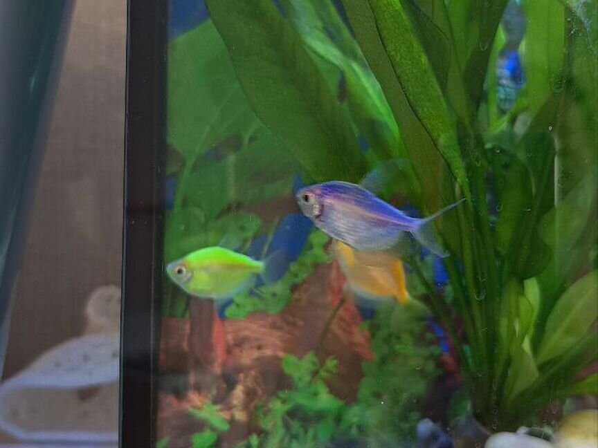 Обмен Тернеция