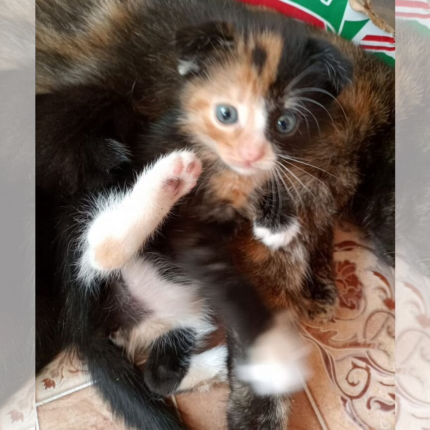 Котята в добрые руки