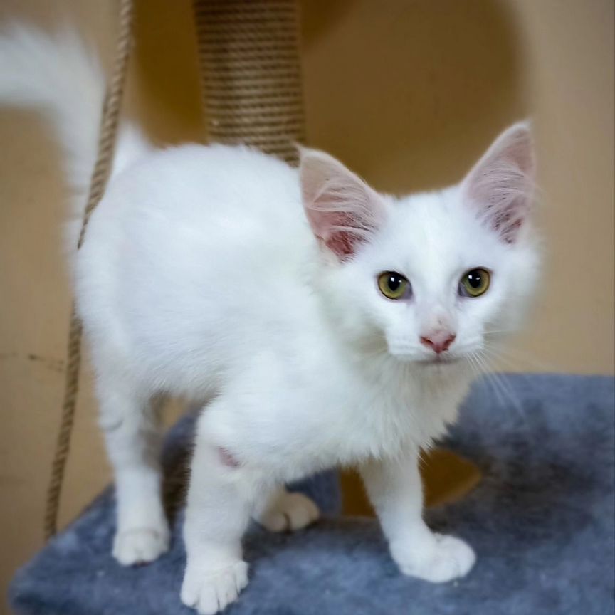 Белый котенок