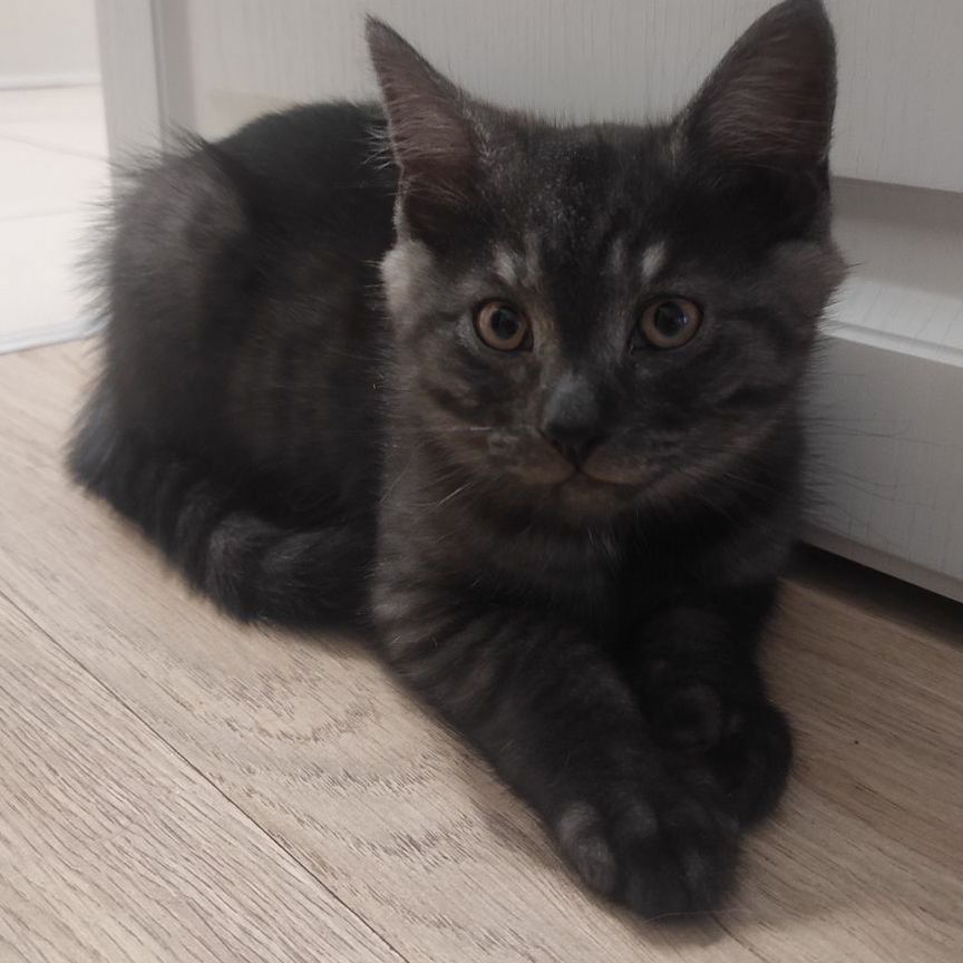 Котенок