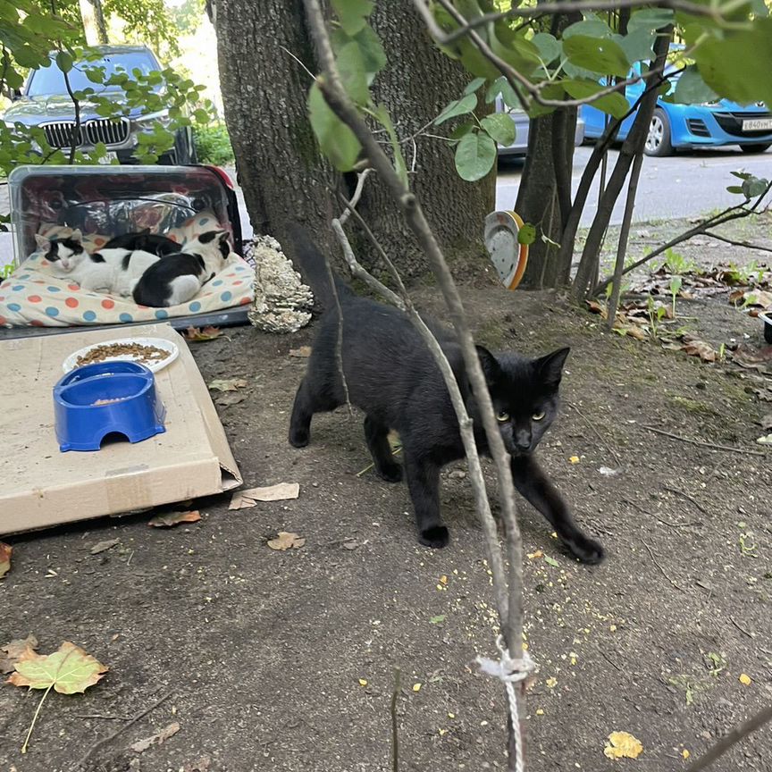 Котята в добрые руки