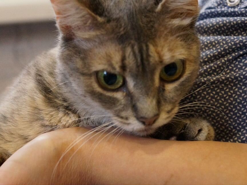 Кошка ищет дом