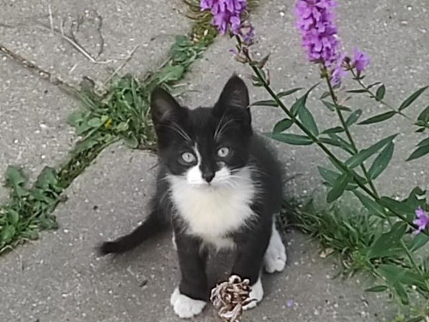 Котята остаются одни на даче возраст 5мес