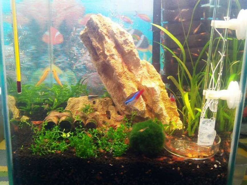 Аквариум акваэль 19 л