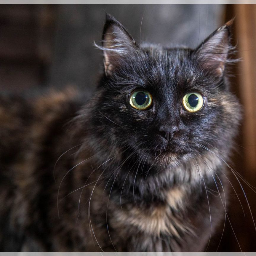 Взрослая, кошка в добрые руки