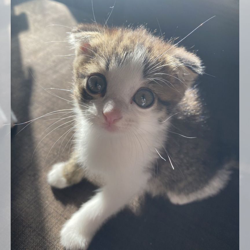 Котенок мальчик