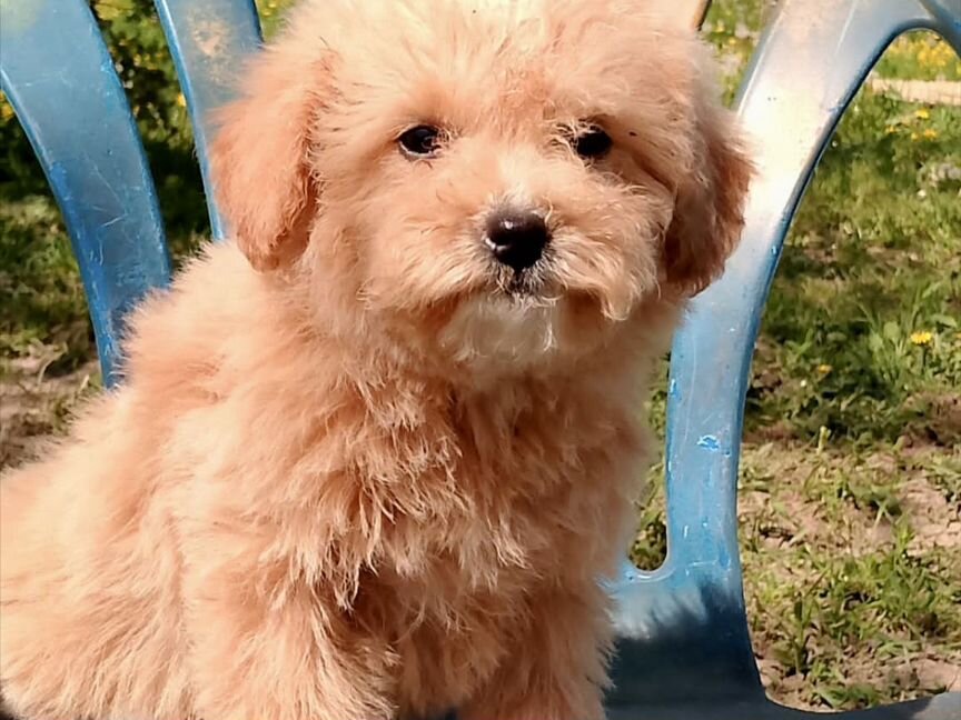 Щенки мальтипу