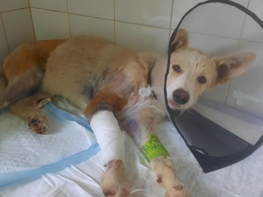 Беляш в поиске дома