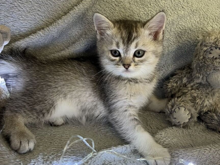 Шотландские котята шиншилла