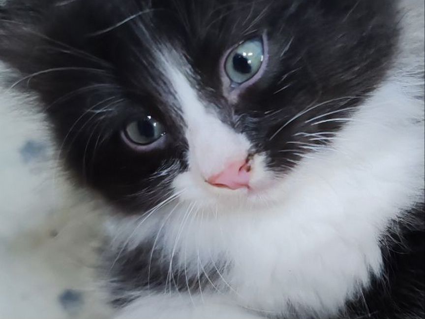 Котенок мальчик в добрые руки