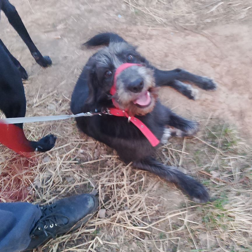 Собака ищет дом