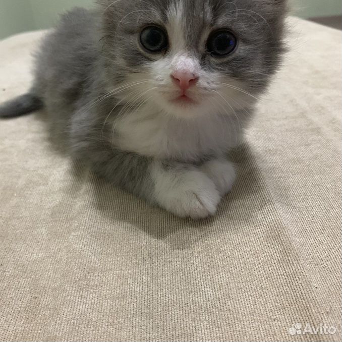 Кошки майкун