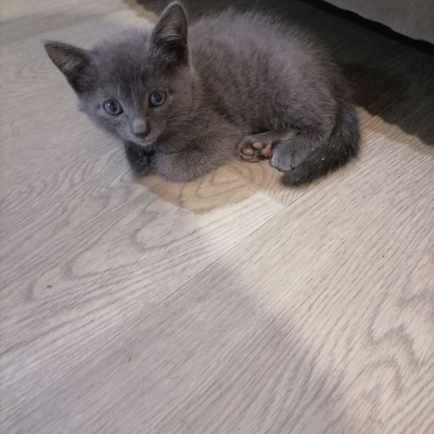 Котенок в добрые руки