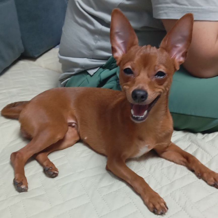 Русский той-терьер, взрослая собака