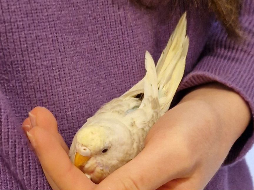 Волнистый попугай