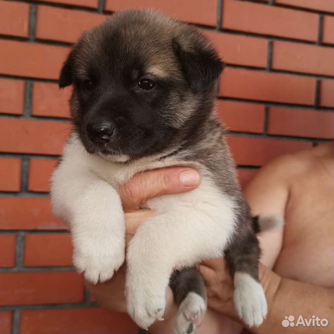 Акитята- ребята