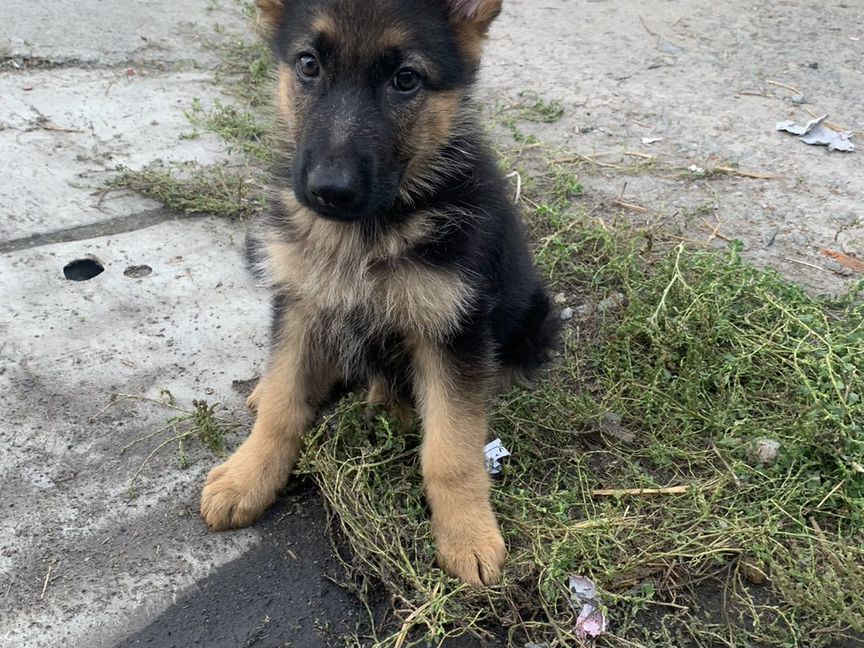 Щенок немецкой овчарки