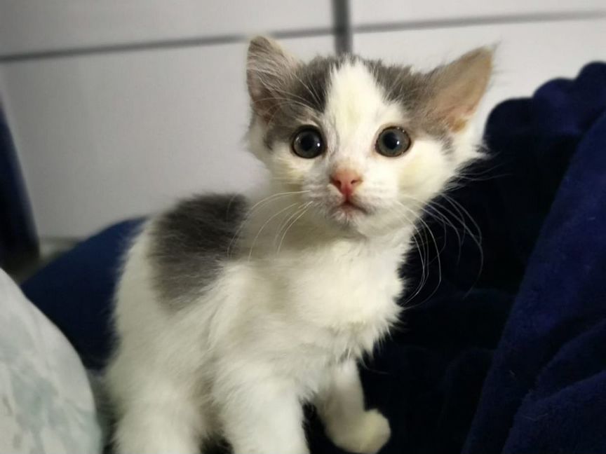 Котенок Крошка
