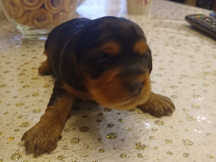 Собака маленькая порода