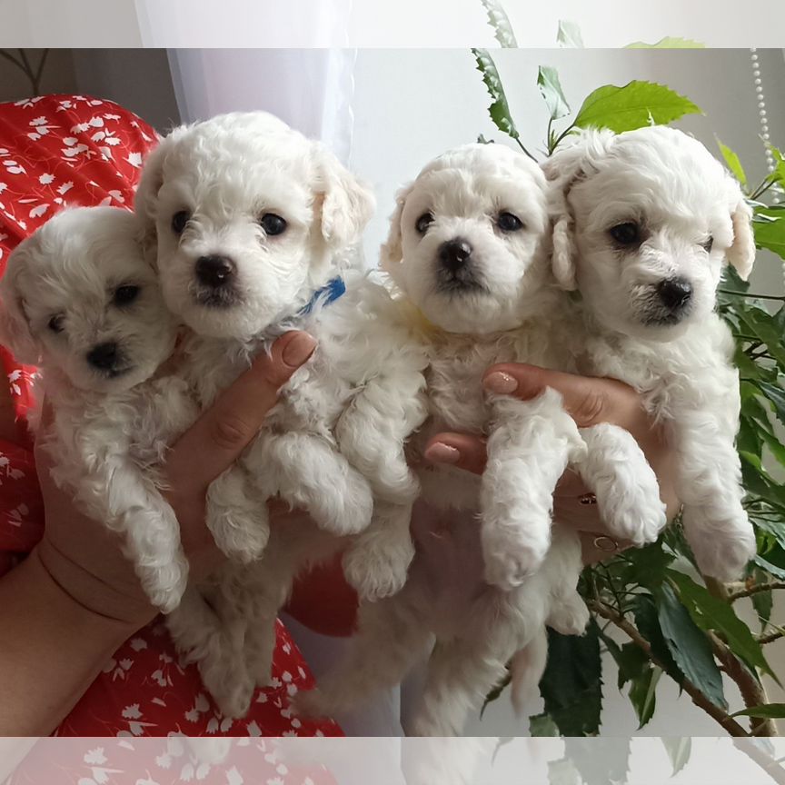 Щенки Бишон Фризе РКФ