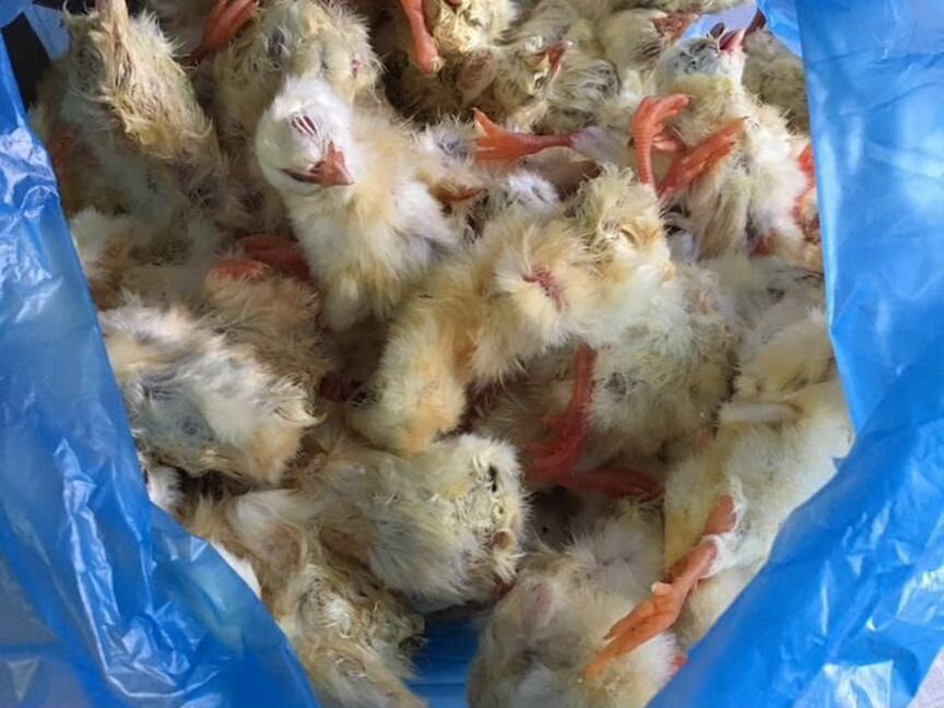 Цыплята суточные на корм
