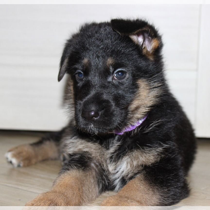 Щенки немецкой овчарки