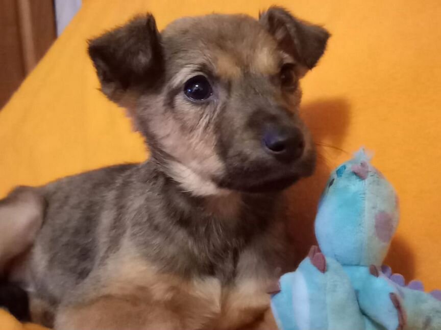 Собака в добрые руки