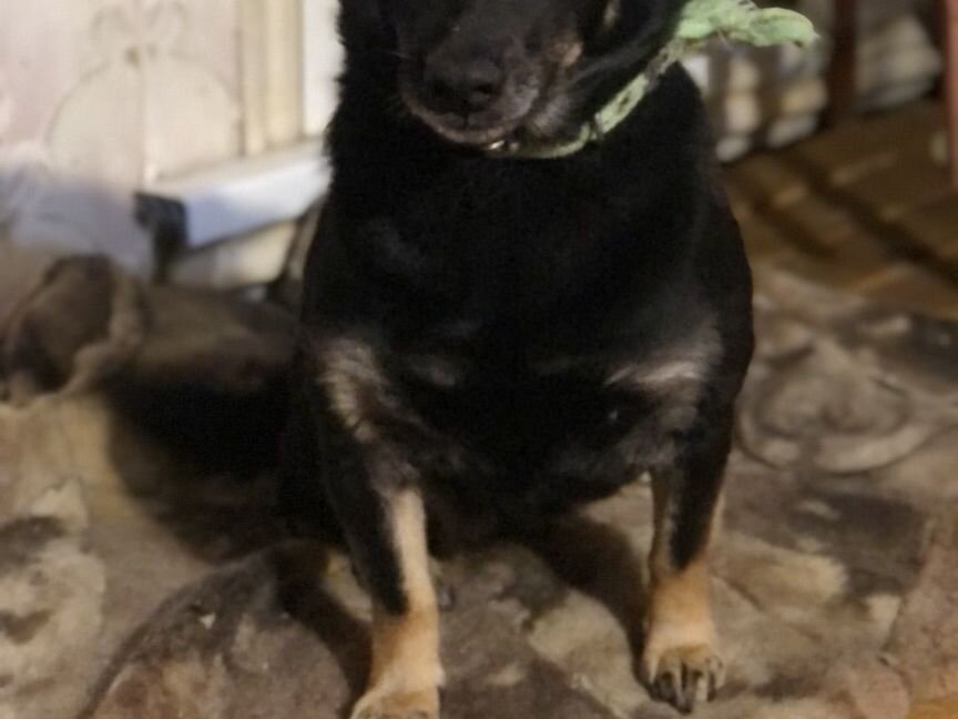 Маленькая собачка