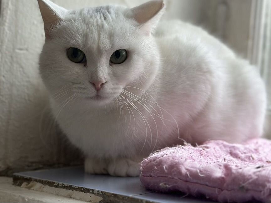 Кошка Несси ищет дом
