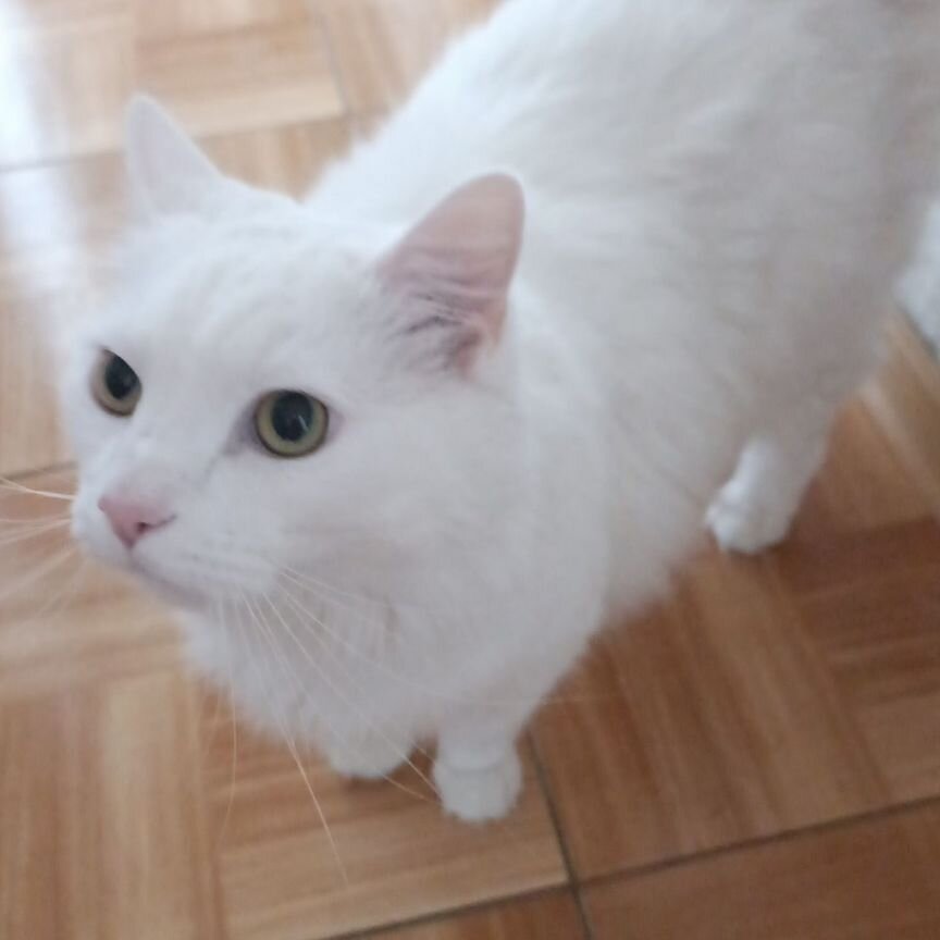 Отдам кота в надёжные руки