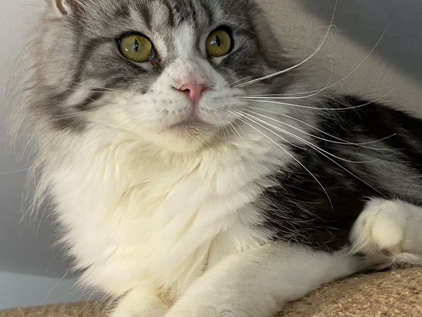 Великолепные серебряные девочки