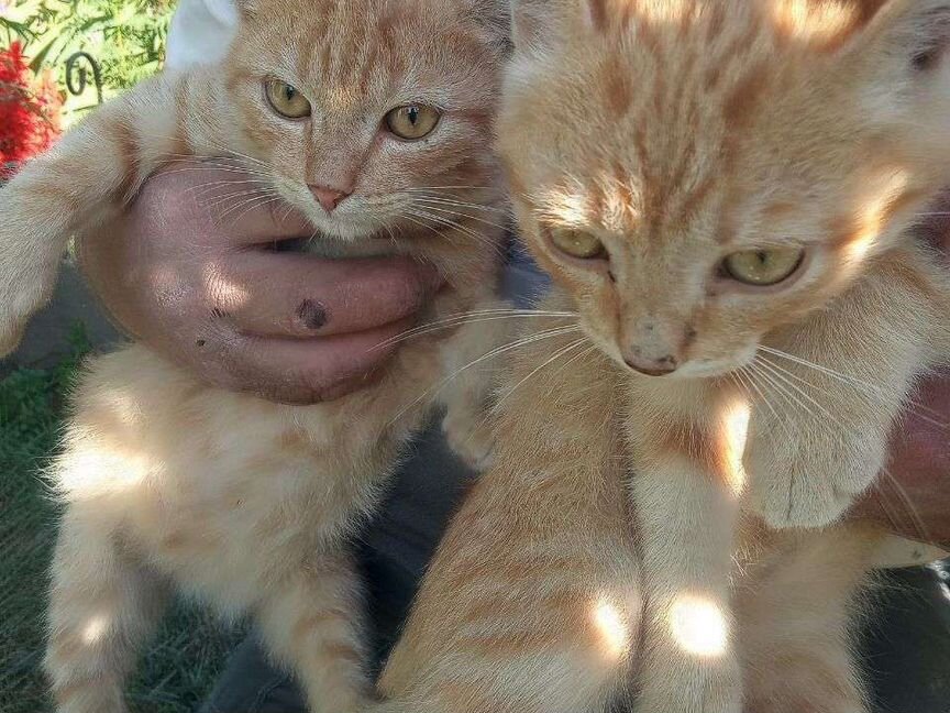 Котята брошены на даче
