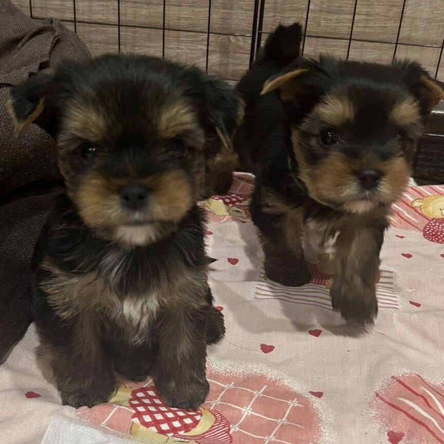 Йоркширский терьер, щенок