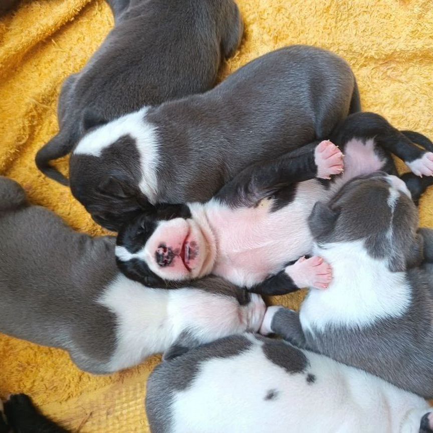 Американский стаффордширский терьер, щенок