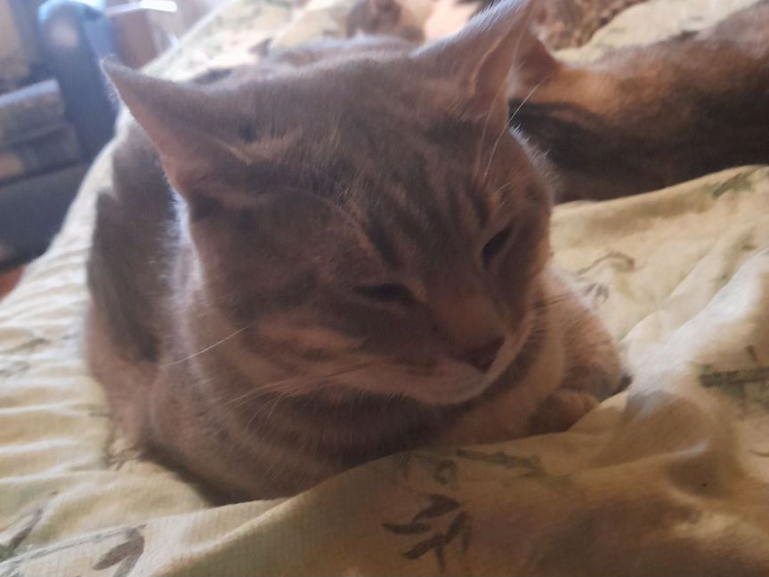 Кот 9 месяцев, ласковый. Кличка Прокурор