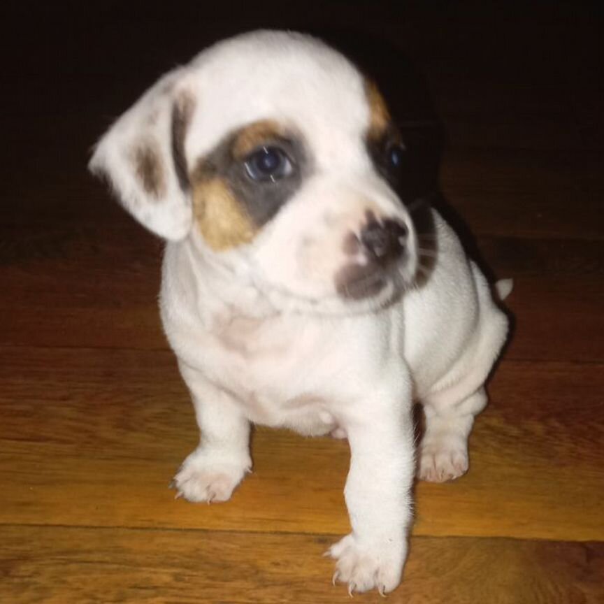 Метисы французского бульдога