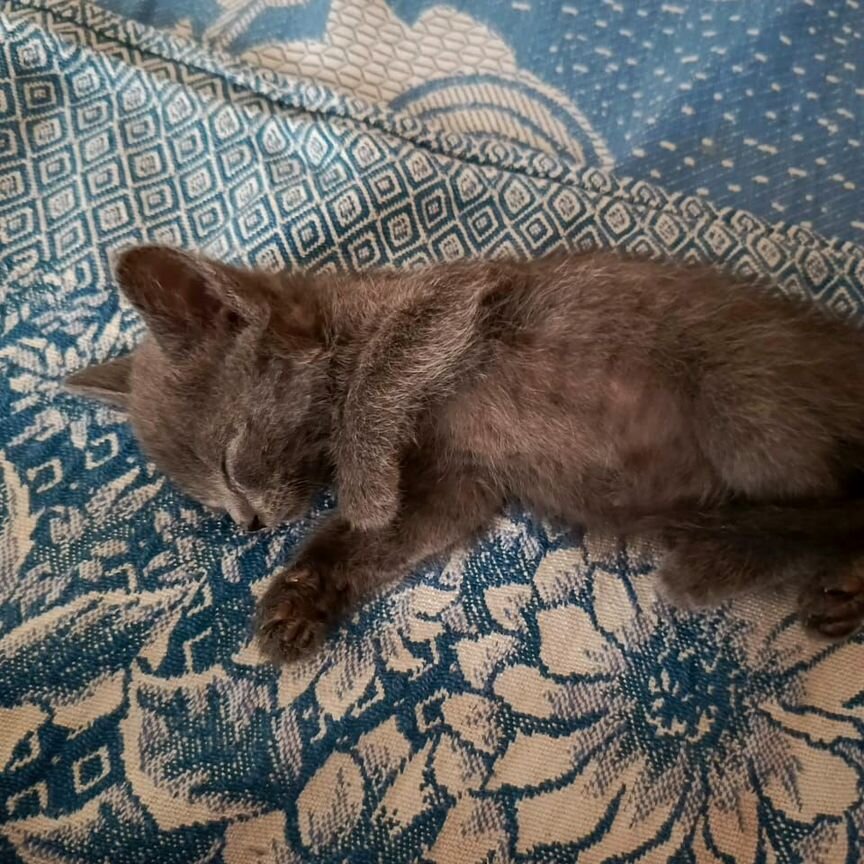 Котенок 1,5 месяца