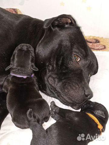 Стаффордширский бультерьер щенки