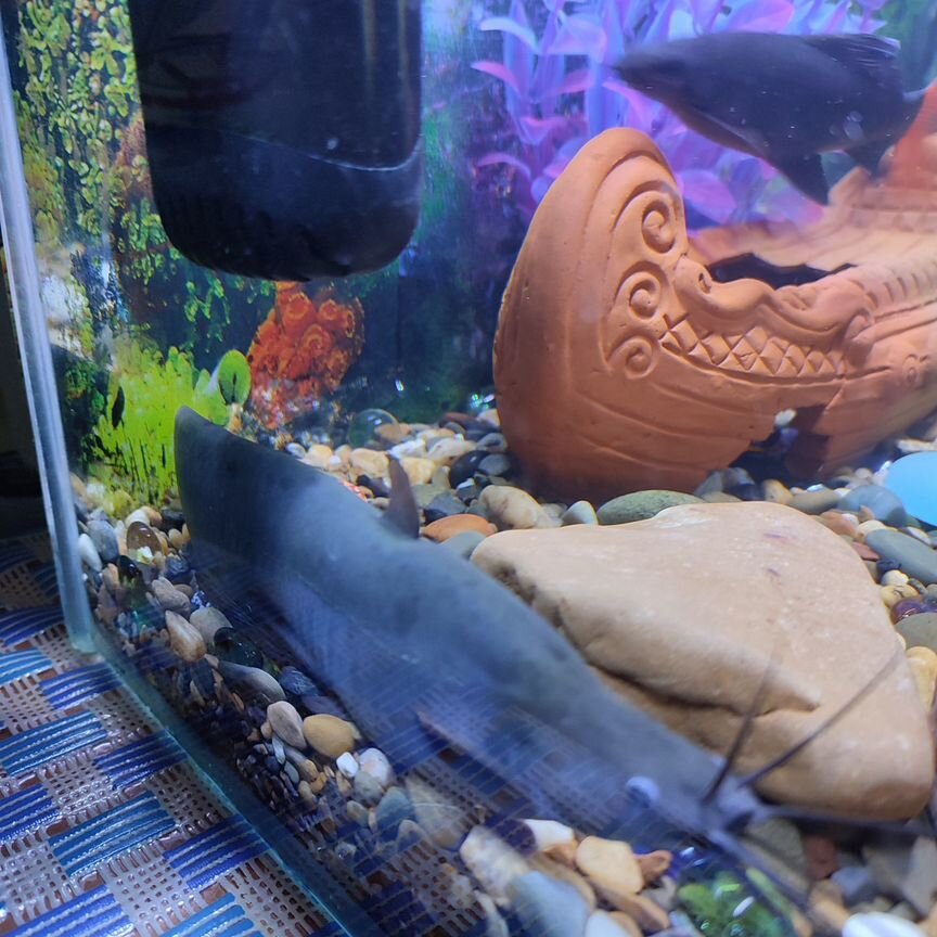 Межкожаберные сомы