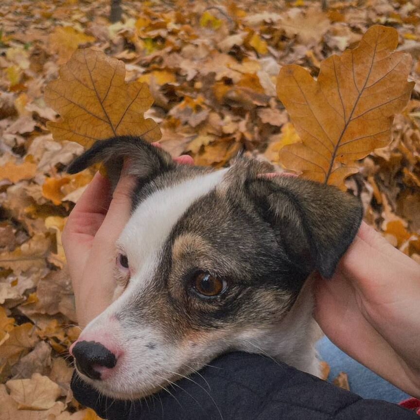 Собака в добрые руки отдам бесплатно