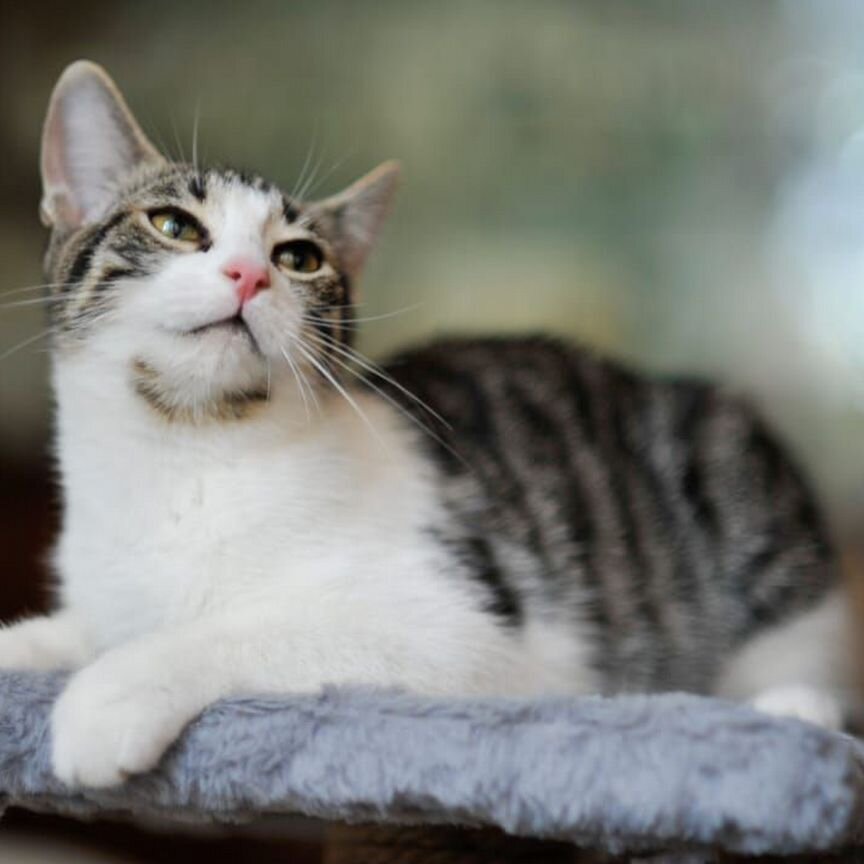 Ласковая кошечка 5 месяцев