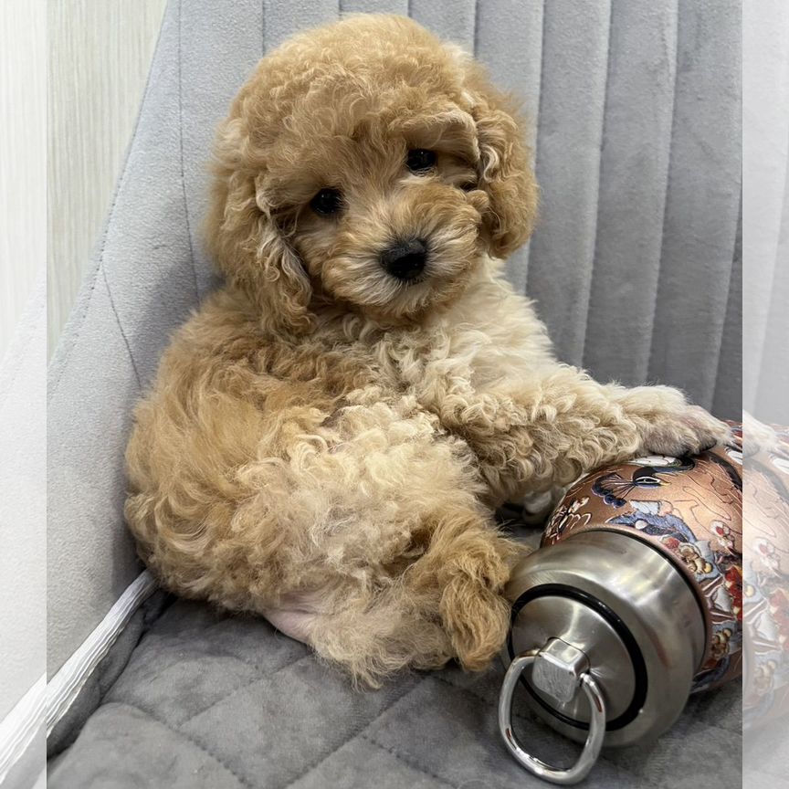 Той-пудель, щенок