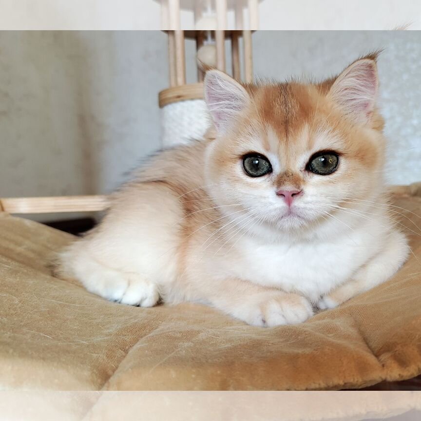 Британский короткошёрстный котёнок