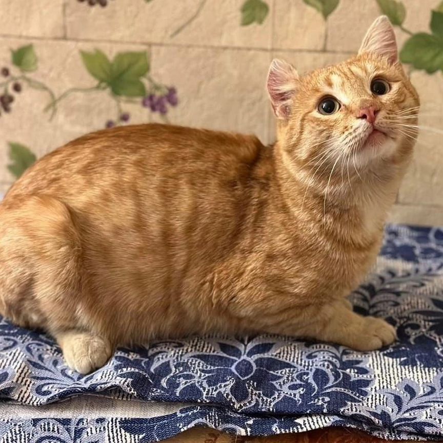 Рыжий кот