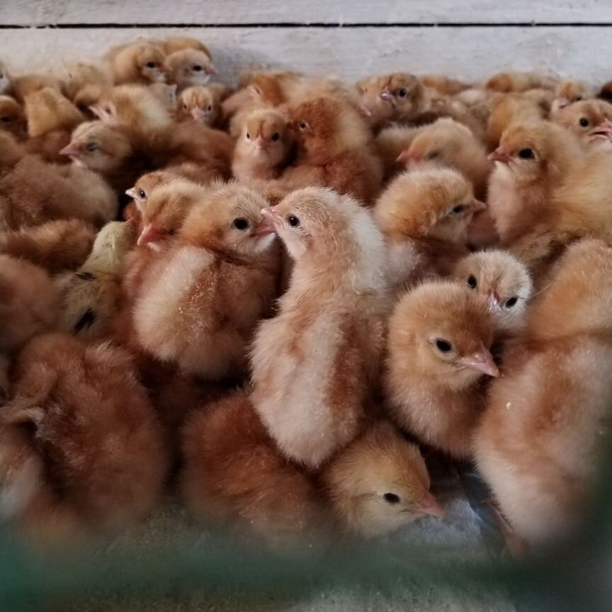 Цыплята кур несушек породы Браун Ник