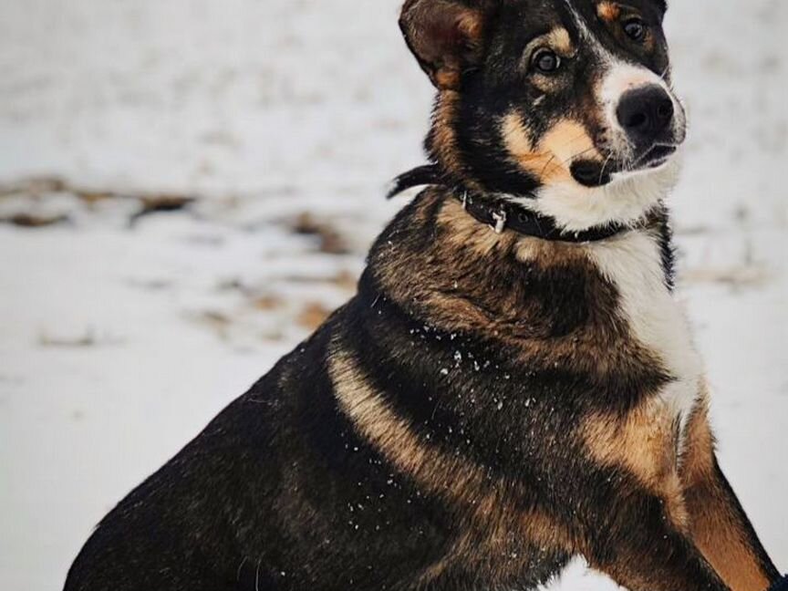 Собака в добрые руки
