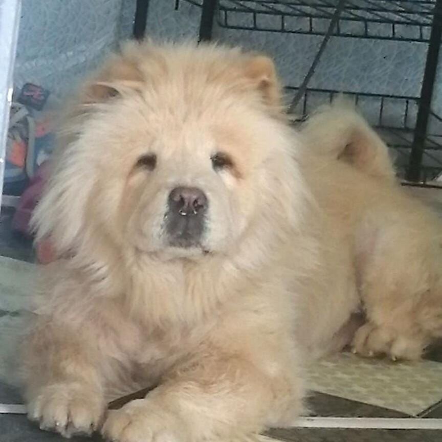 Щенки чау-чау