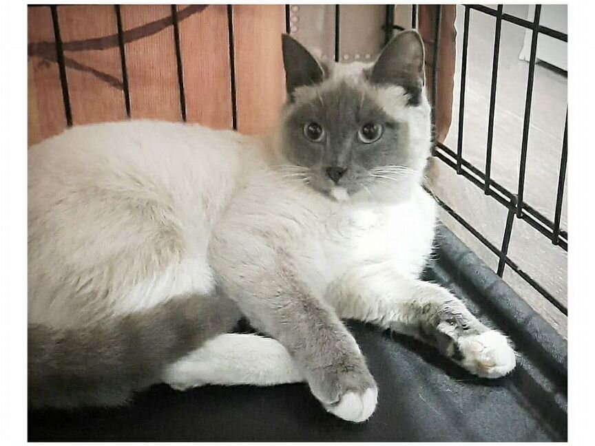 Кошка стерилизована 2 года