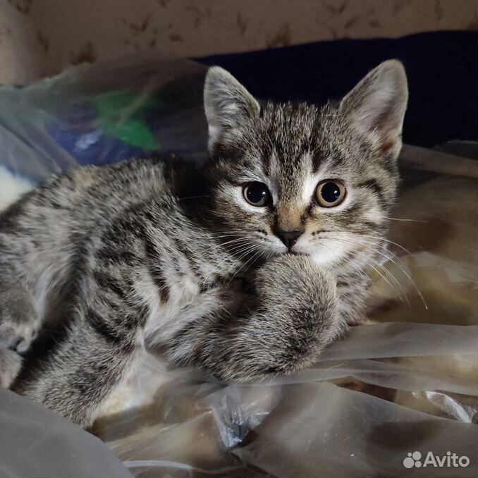 Котёнок эмма, 1.5 мес. серого окраса