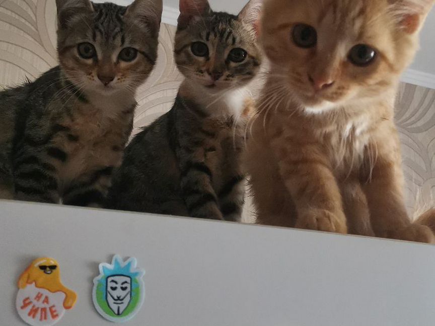 Кошки в добрые руки